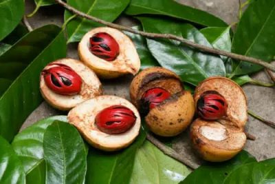 Nutmeg là gì? Cách dùng Nutmeg cho món ăn thêm hoàn hảo